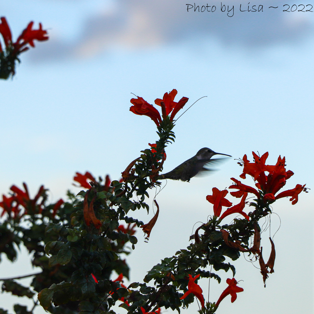 Hummingbird at dawn – peace of life today