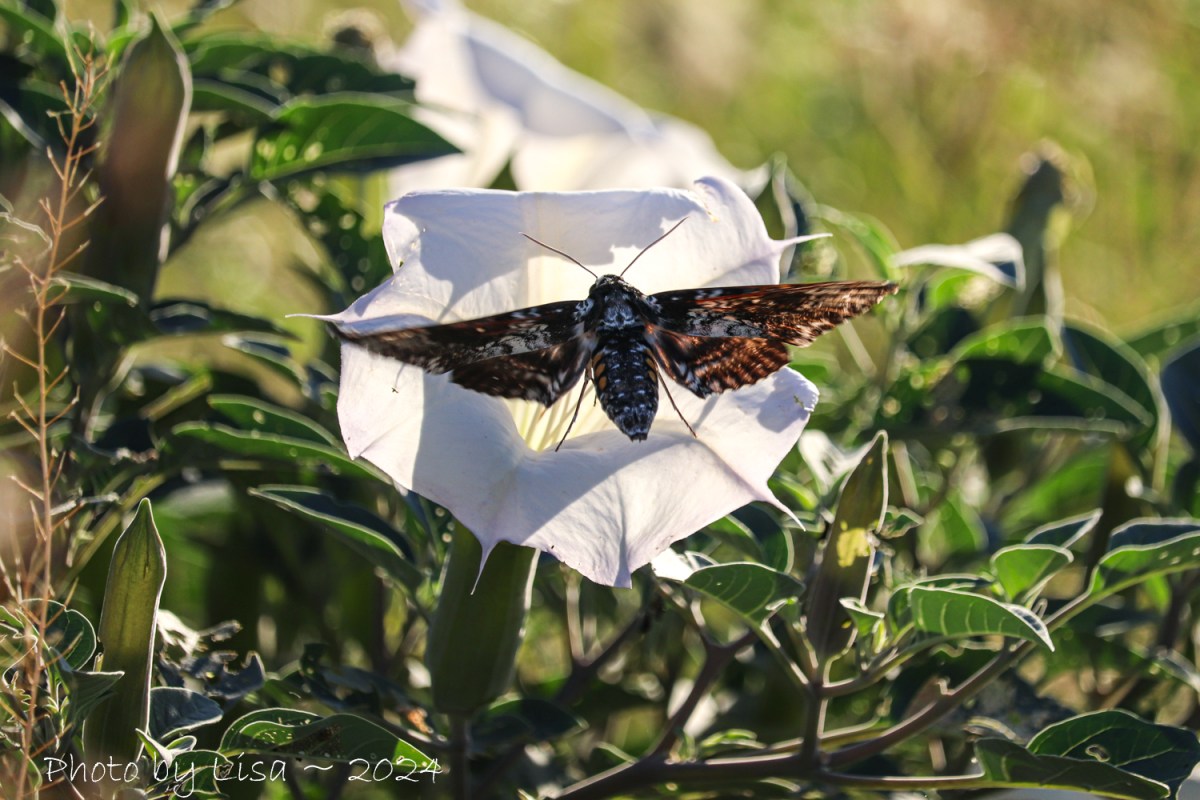 Rustic Sphinx moth – peace of life today